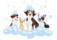 Microbubble Dog Bath | Bubble Machine for Dogs - Contact Us