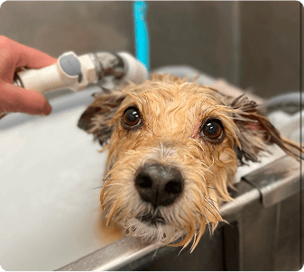 Thera-Clean® Microbubbles: The Best Pet Cleaning System
