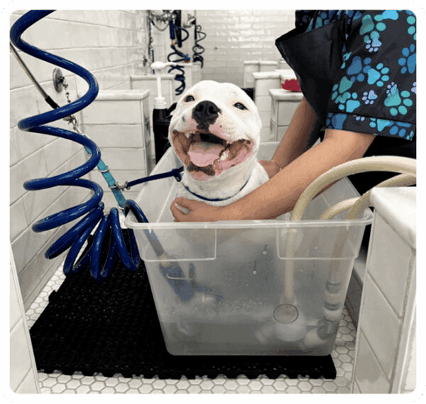 Dog Baths: The Ultimate Guide to Dog Tubs & Dog Bathing - Thera-Clean ...