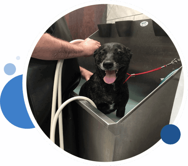 Dog Baths: The Ultimate Guide to Dog Tubs & Dog Bathing - Thera-Clean ...
