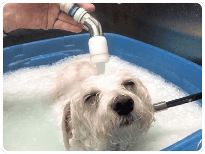 Microbubble Dog Bath System for Healthier Skin & Coat